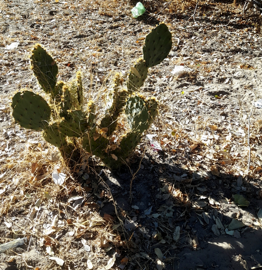 Orbiculate Prickly Pear Complex from Ngamiland East, Botswana on August ...