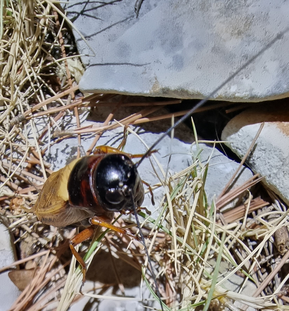 Southern Field Cricket from Levrnaka on August 7, 2023 at 11:10 PM by ...