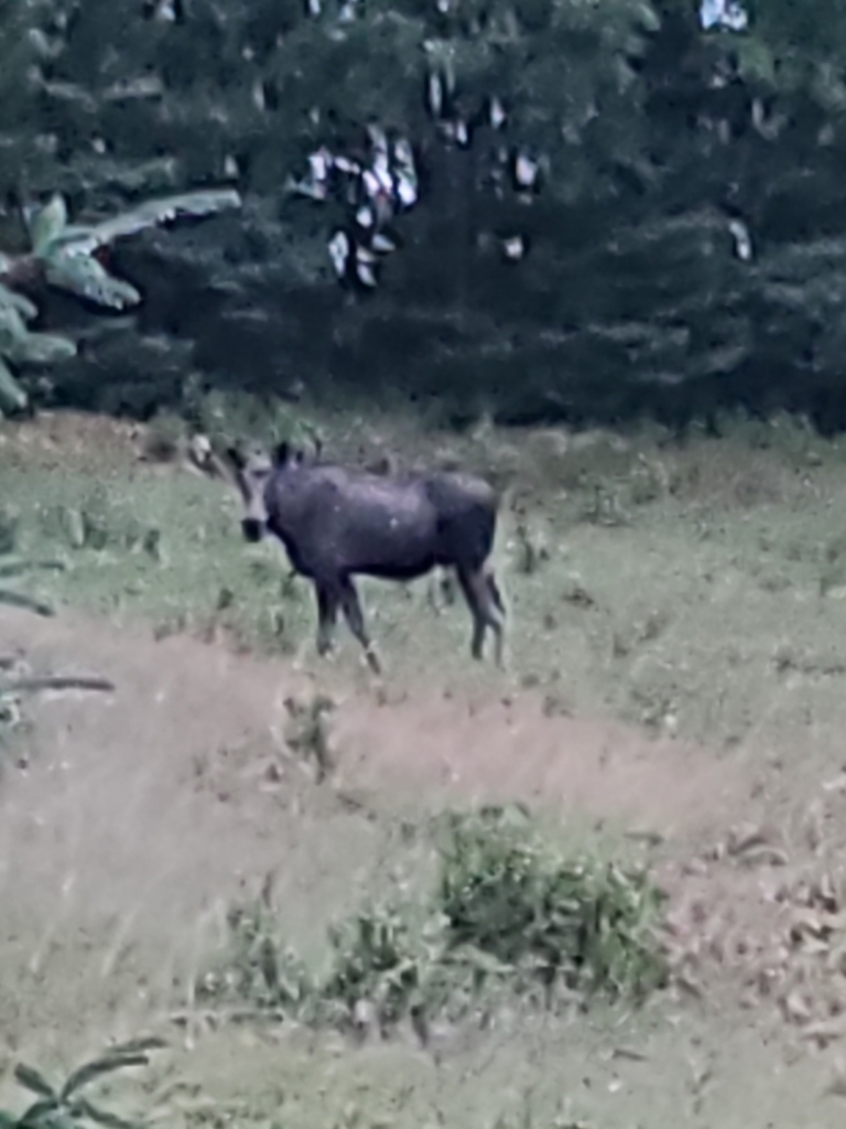 European Elk from Harstad on August 7, 2023 at 11:20 PM by ...