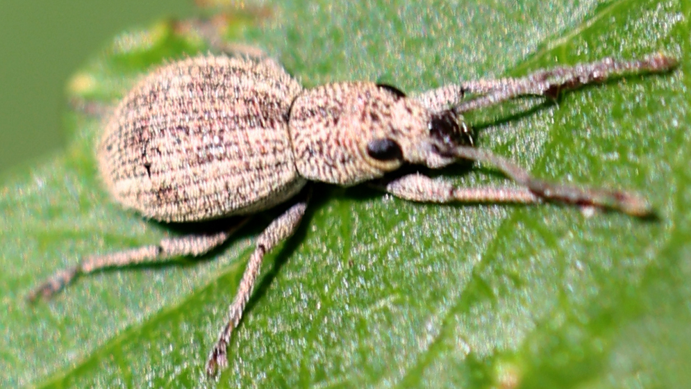 Imported Long-horned Weevil from Shepard Settlement, Onondaga County ...