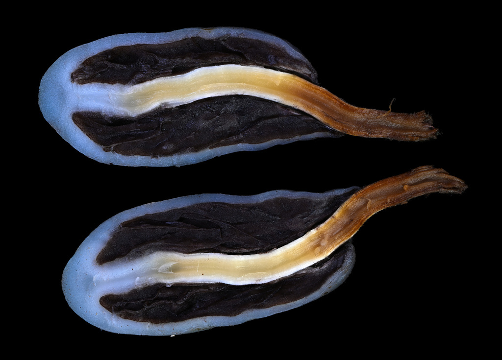 Psilocybe weraroa from Waotu 3481, New Zealand on June 5, 2023 at 04:07 ...