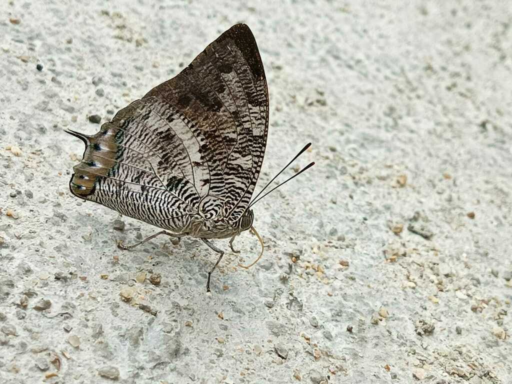 Polygrapha cyanea from Tena, Ecuador on August 6, 2023 at 03:28 PM by ...