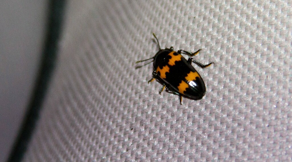 Red-banded Fungus Beetle from Aspen Hill, MD, USA on July 20, 2023 at ...