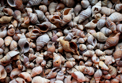 Genus Taron · iNaturalist