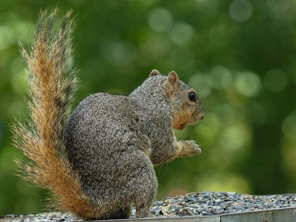 Fox Squirrel from Harris County, TX, USA on August 5, 2023 at 01:03 PM ...