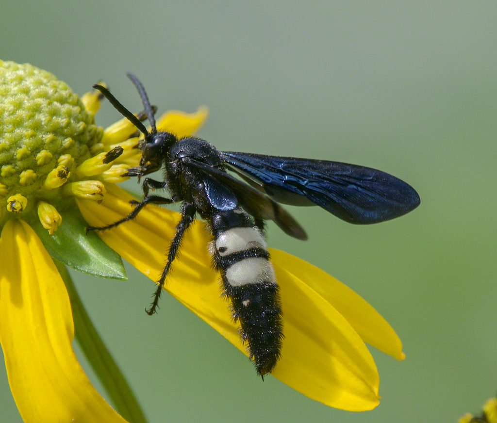 Double-banded Scoliid Wasp from 4616 Powhatan State Park Rd, Powhatan ...