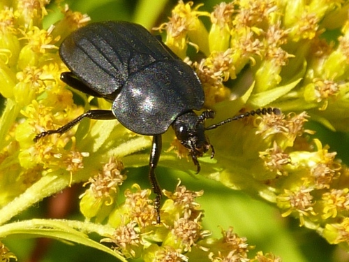Silpha atrata · iNaturalist Mexico