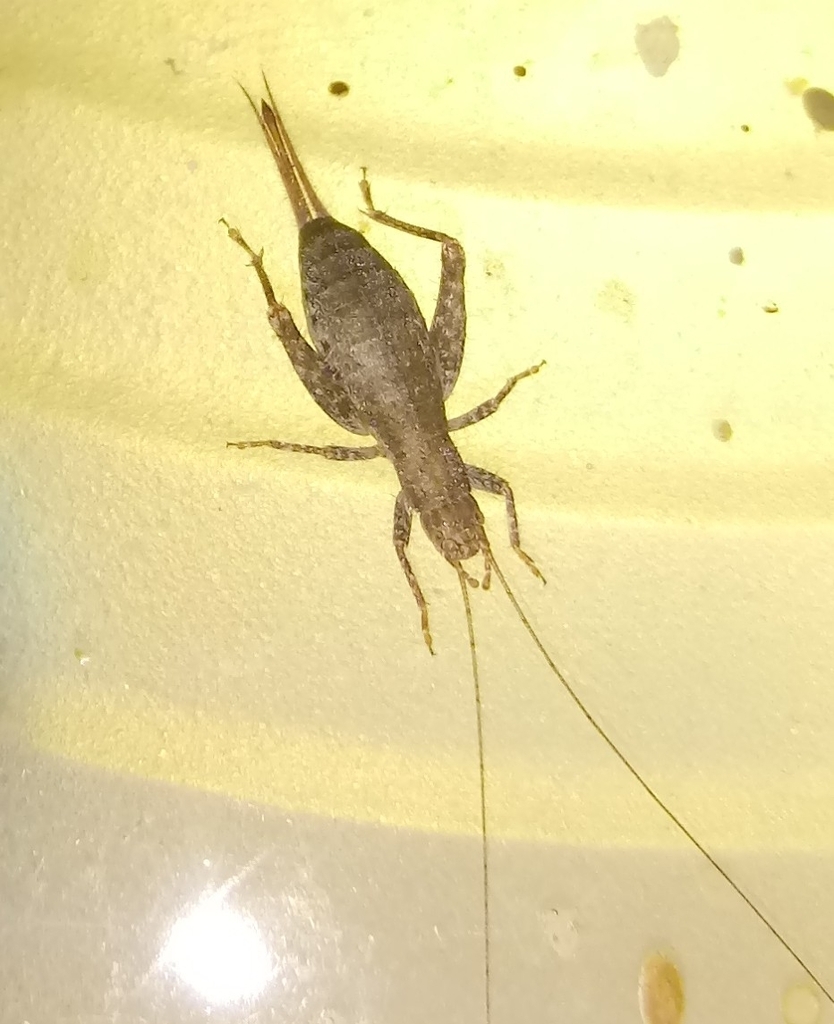 Hairy Scale-cricket from 15048 Valenza AL, Italia on August 7, 2023 at ...