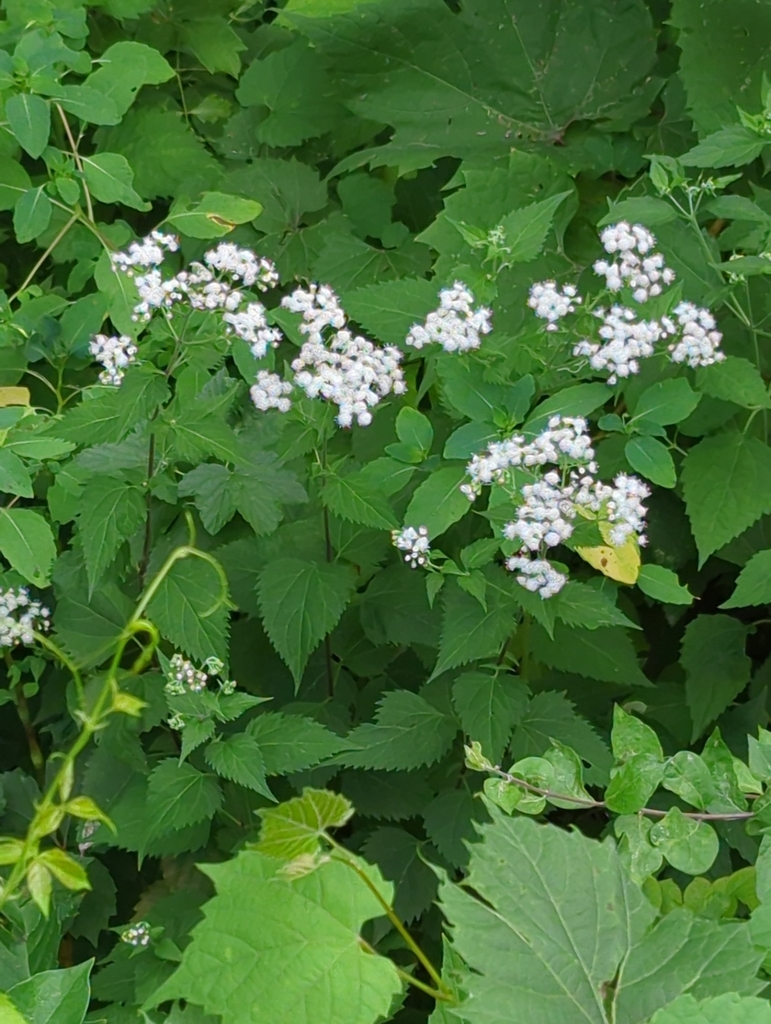 white snakeroot from West Okoboji, IA, USA on August 7, 2023 at 05:02 ...