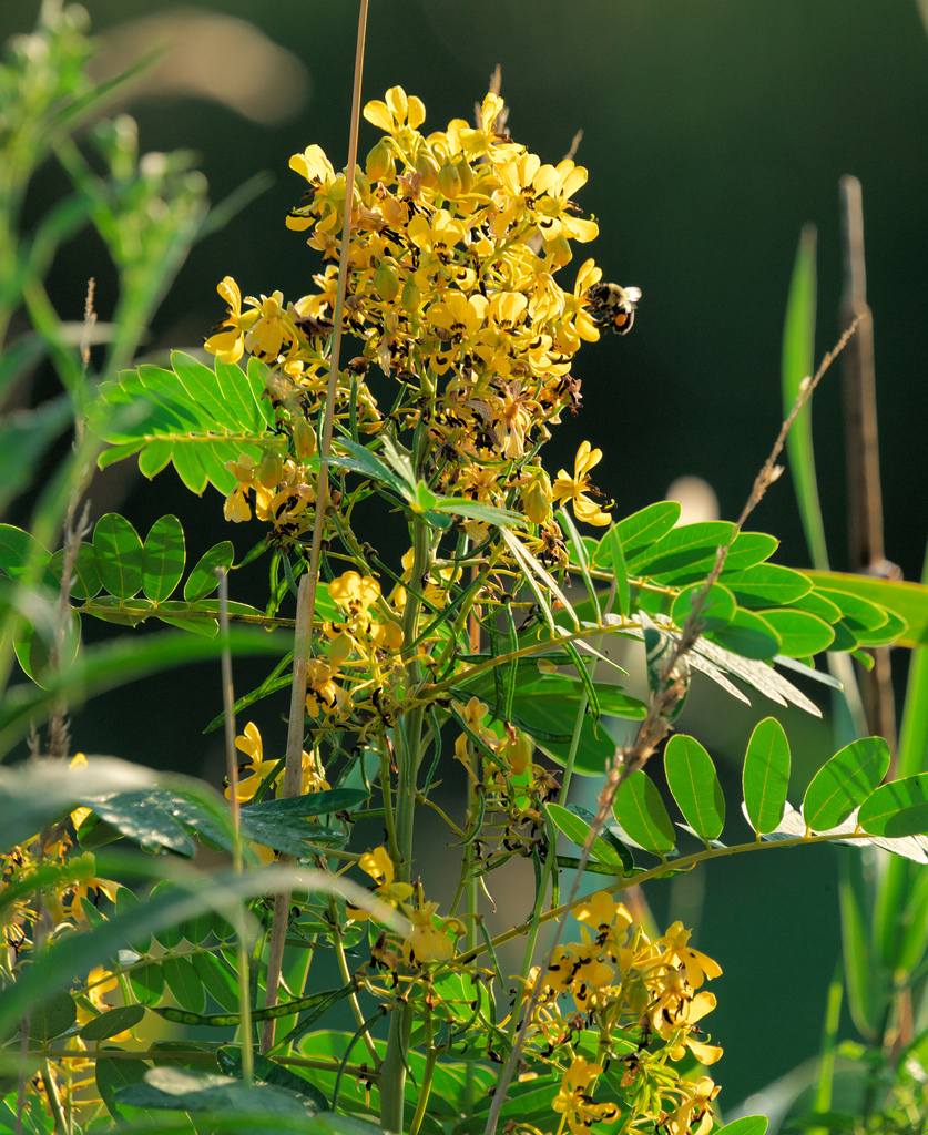 American senna from Muskego, WI, USA on August 4, 2023 at 07:47 AM by ...