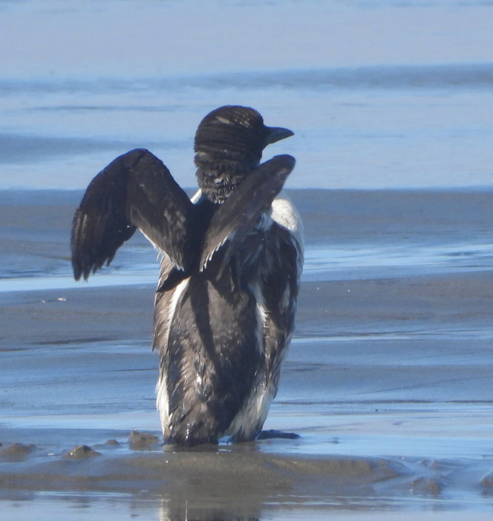 Common Murre from DeLaura Beach on August 4, 2023 at 08:53 AM by ...