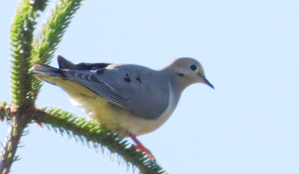 Mourning Dove from FSSP Burma Road on August 4, 2023 at 09:55 AM by ...