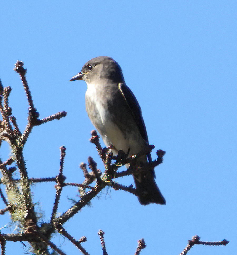 Olive-sided Flycatcher from FSSP Burma Road on August 4, 2023 at 10:12 ...