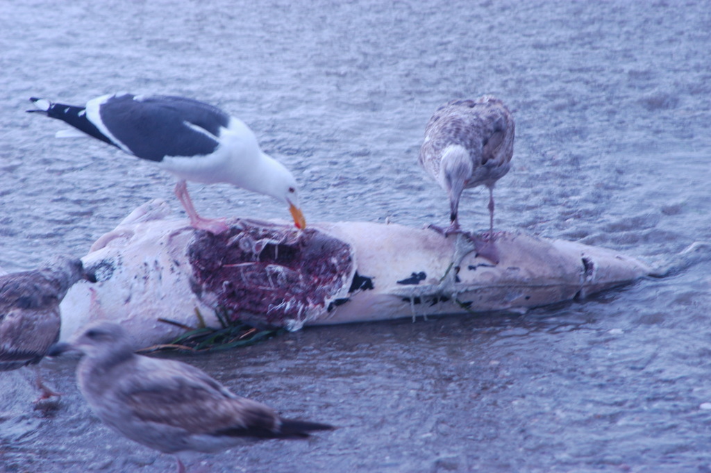 Great White Shark in April 2003 by joescience1. fatal bites, or post ...