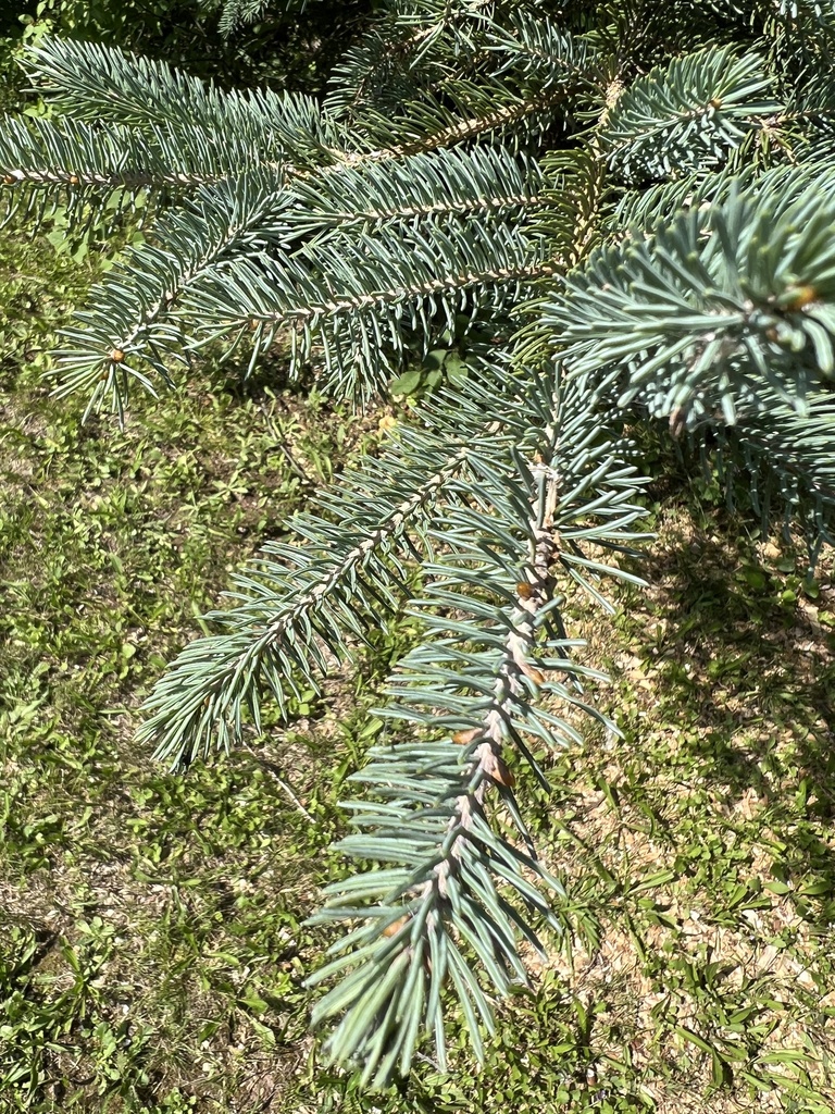 white spruce from Ottawa National Forest, Marenisco, MI, US on August 4 ...