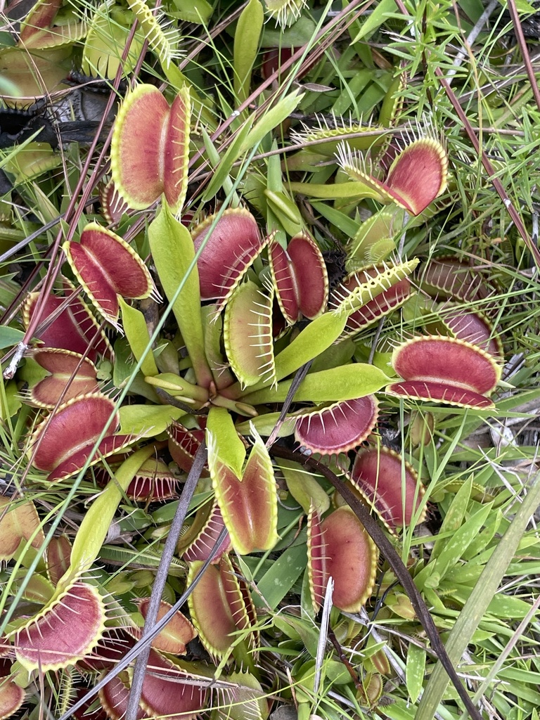 Venus Flytraps (Dionaea) - Botanical Realm