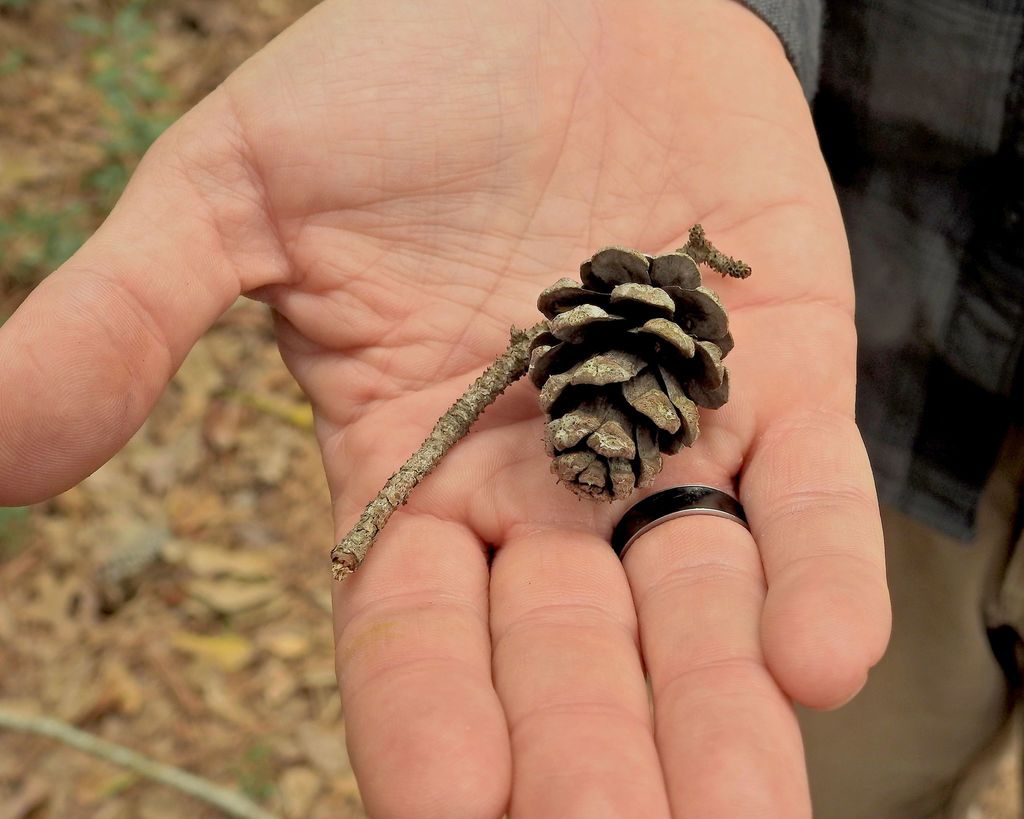 shortleaf pine (Pinus echinata) - Botanical Realm