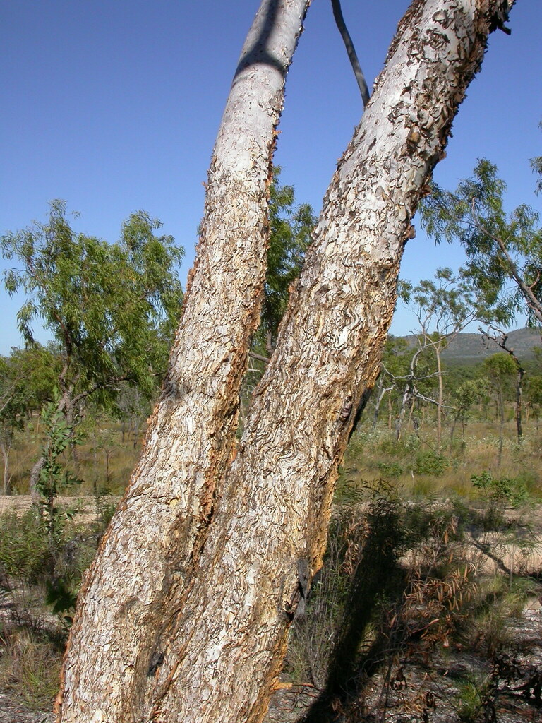 Woollybutt (Eucalyptus chartaboma) - Botanical Realm