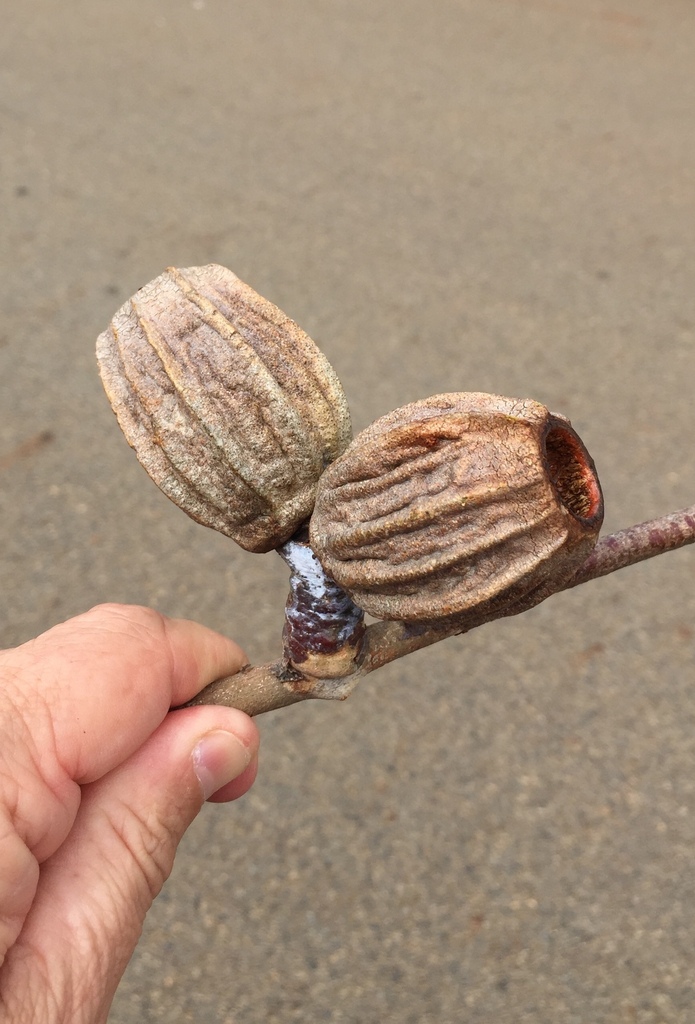 Woollybutt (Eucalyptus chartaboma) - Botanical Realm