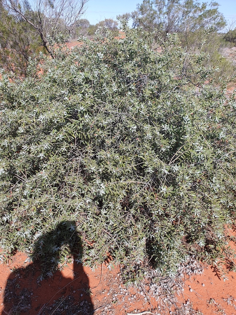 Common Emu-Bush from Packsaddle NSW 2880, Australia on August 5, 2023 ...