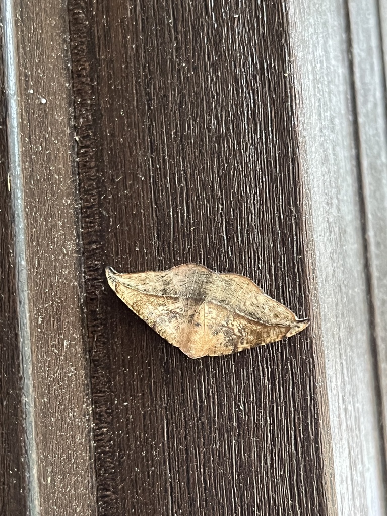 Juniper Geometer Moth from Long Island, Glen Head, NY, US on August 7 ...