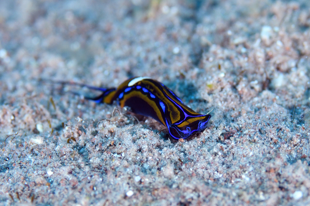 Swallowtail Headshield Slug (Southern African Sea Slugs - Nudibranchs ...