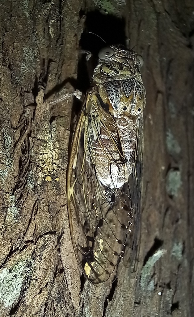 Ash Cicada from Escola Secundária José Gomes Ferreira on August 7, 2023 ...