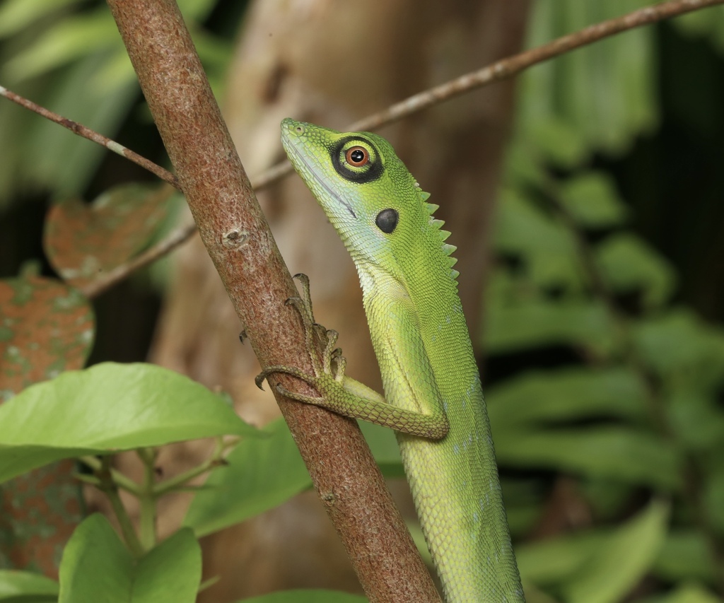 Green Crested Lizard from Singapore on December 4, 2022 at 06:24 AM by ...