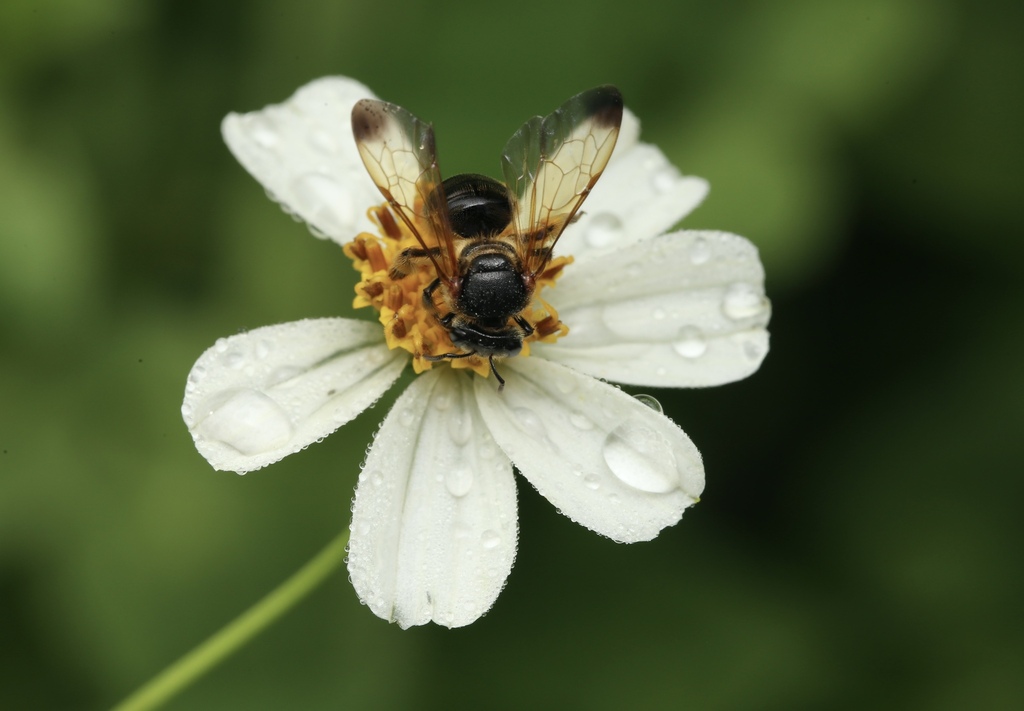 Forest-Nomia Bees from Singapore on December 17, 2022 at 03:36 AM by ...