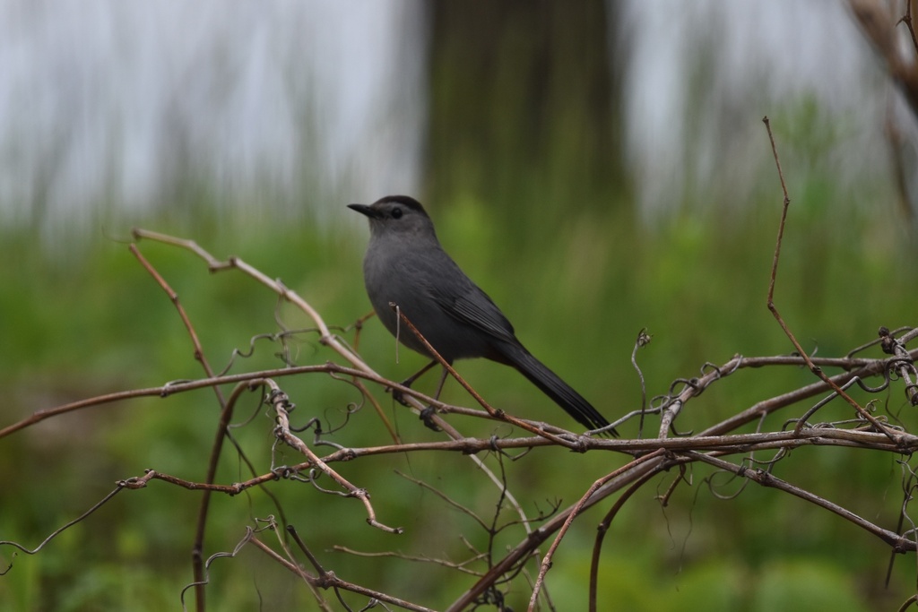 Gray Catbird from School Rd, Madison, WI, US on May 20, 2022 at 04:59 ...