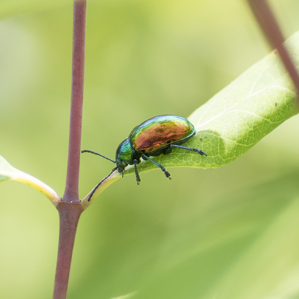 Dogbane Leaf Beetle from Montgomery County, OH, USA on August 3, 2023 ...
