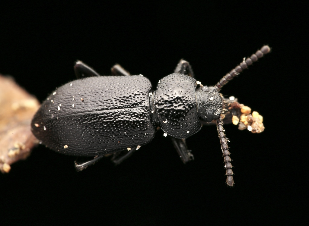 Anaedus from Singapore on June 4, 2022 at 04:34 PM by Joshua Wong ...