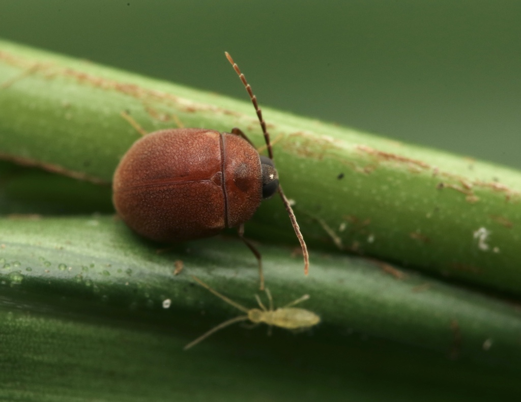 Water Penny Beetles from Singapore on July 31, 2022 at 09:08 AM by ...
