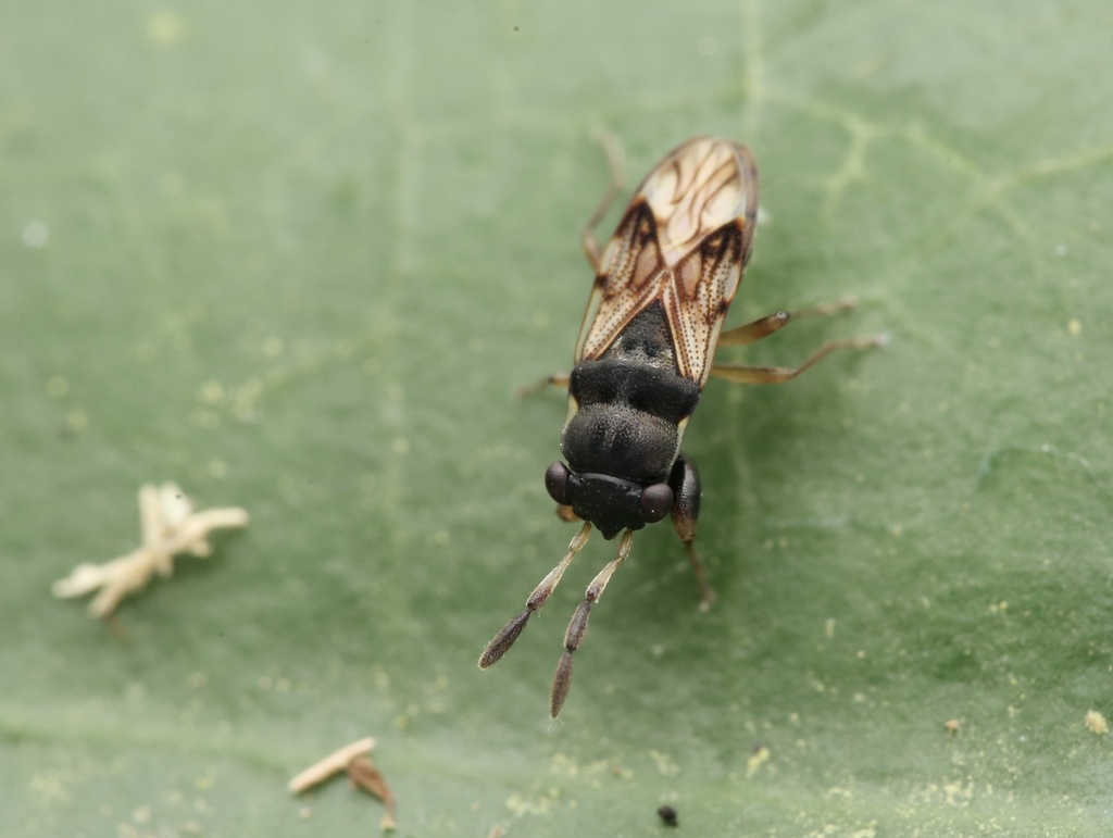 Appolonius from Singapore on July 31, 2022 at 09:19 AM by Joshua Wong ...