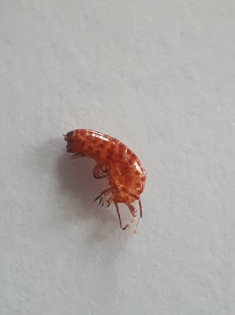 Amphipods from Purerua Peninsula, Te Tii 0294, New Zealand on August 8 ...