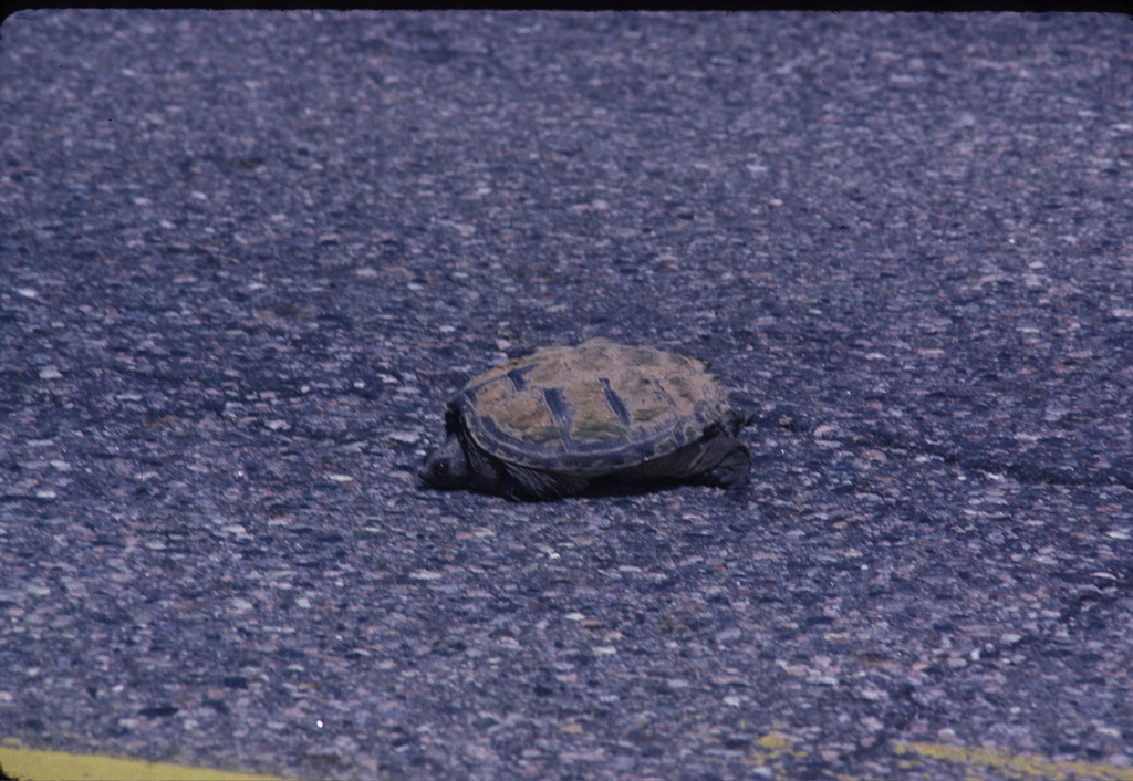 Common Snapping Turtle from Hastings County, ON, Canada on June 15 ...