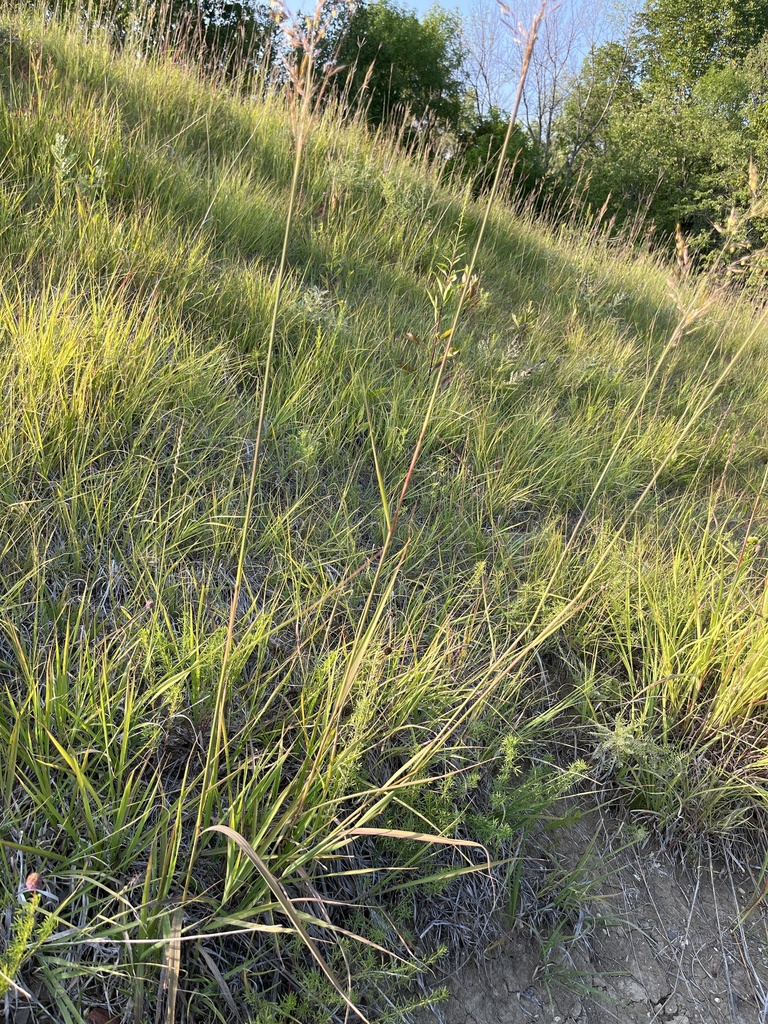 Sand Dropseed from Hyland Lake Park Reserve, Bloomington, MN, US on ...