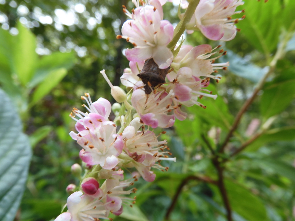 Stink Bugs from County Rd., Guilford, CT, USA on August 3, 2023 at 03: ...