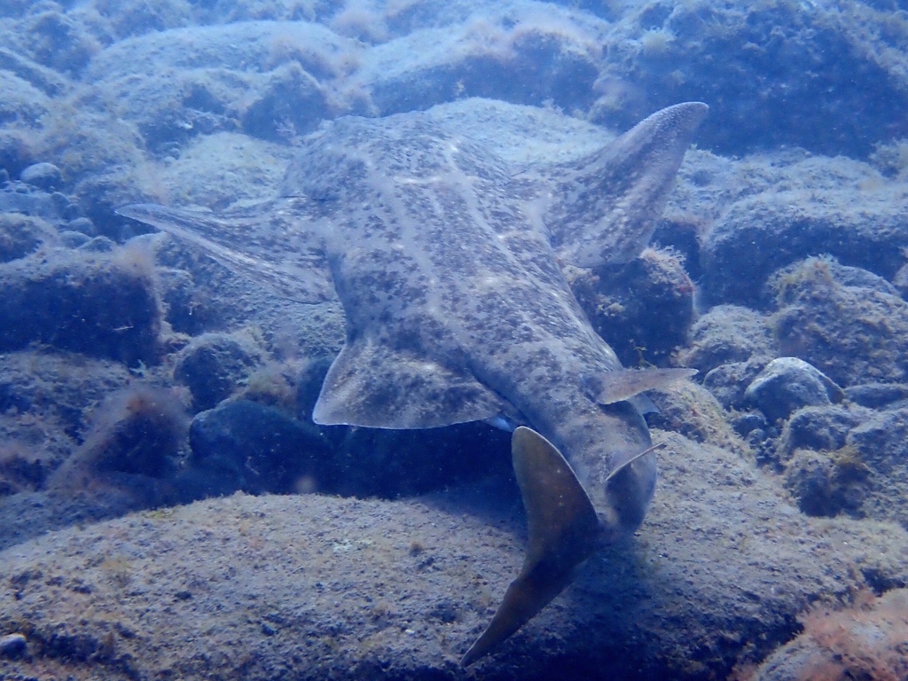 Angelshark (Squatina squatina) - Marine Life Identification