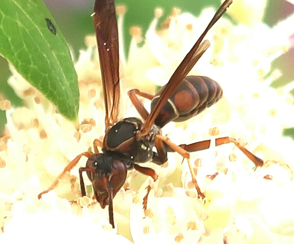 Dark Paper Wasp from St. Catharines, ON, Canada on August 6, 2023 at 03 ...