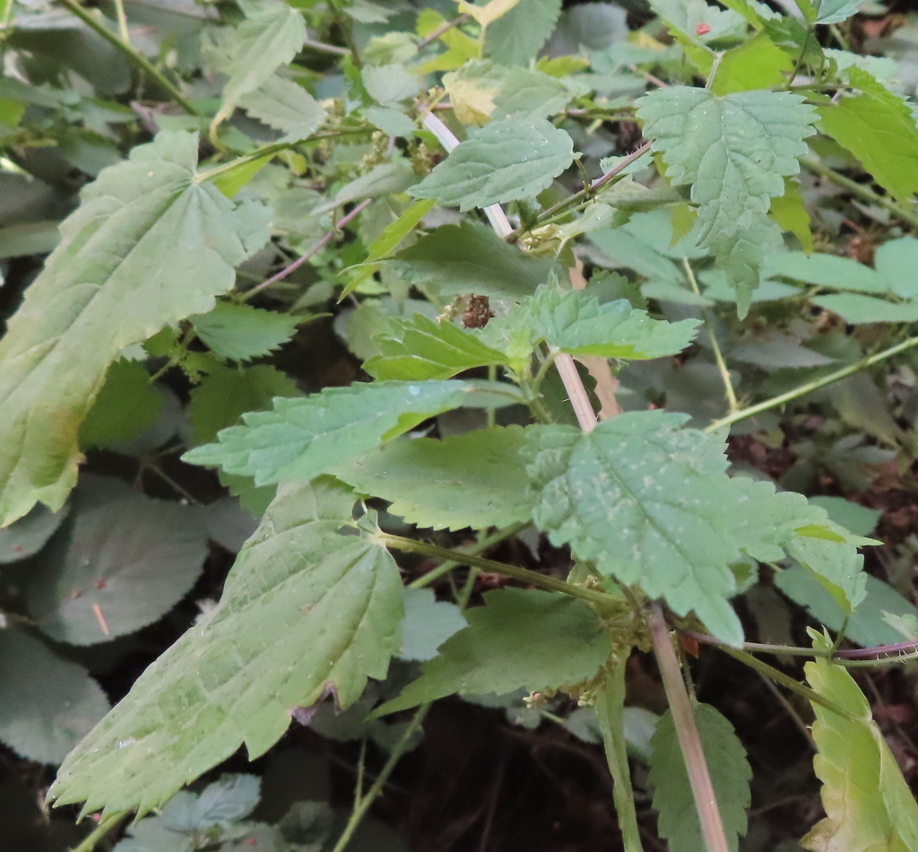 American stinging nettle from 17202 NW 21st Ave, Ridgefield, WA 98642 ...