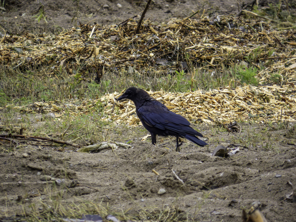 American Crow from East Galt, Cambridge, ON N1R, Canada on August 7 ...