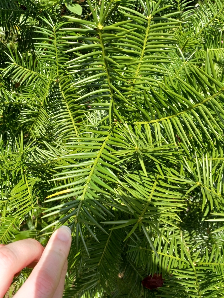 Florida torreya in August 2023 by Audrey · iNaturalist