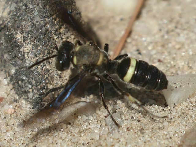 Smoky-winged Beetle Bandit Wasp from Riverside, NY 11901, USA on August ...