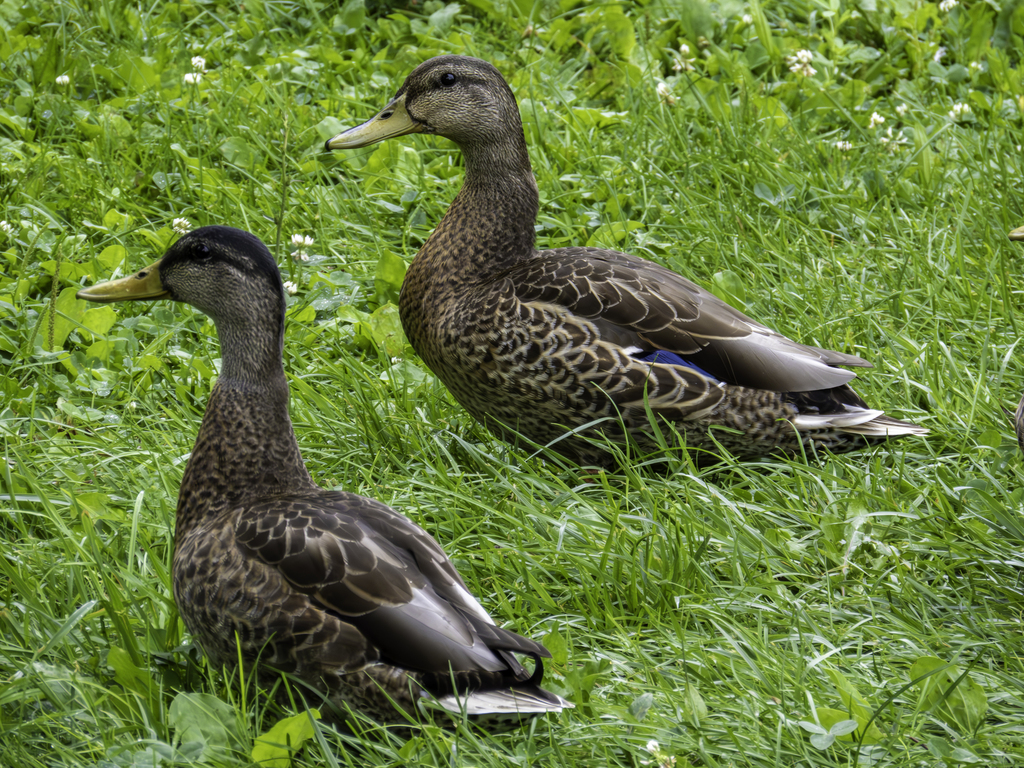 Mallard from East Galt, Cambridge, ON N1R, Canada on August 7, 2023 at ...