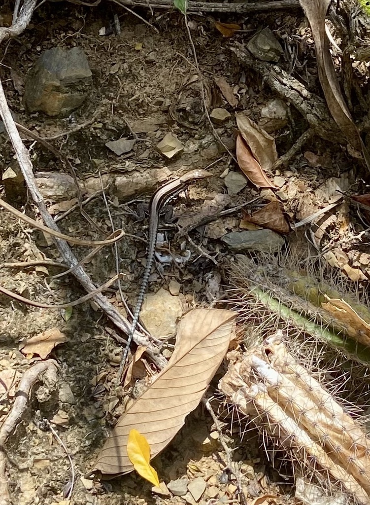 Saint Croix Ground Lizard in April 2023 by stxwild_jennyv · iNaturalist
