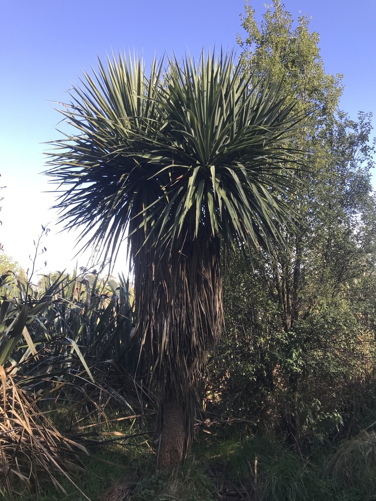 New Zealand cabbage tree from Christchurch including Banks Peninsula ...