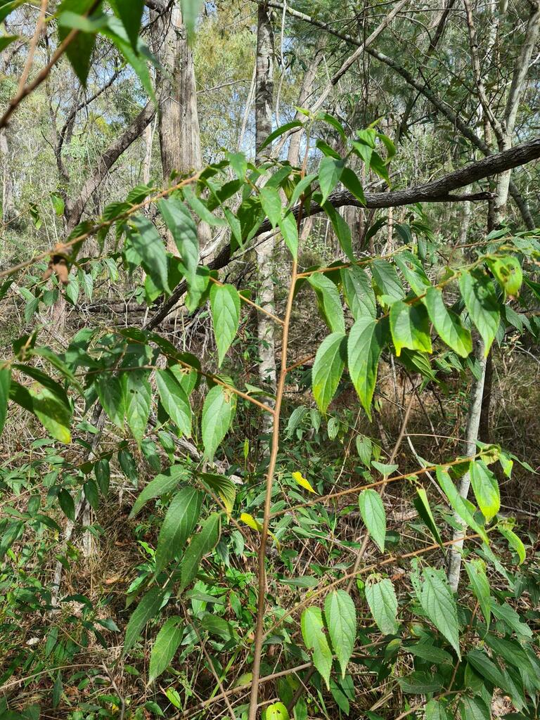 Nettle Tree from Brisbane QLD, Australia on August 8, 2023 at 10:47 AM ...