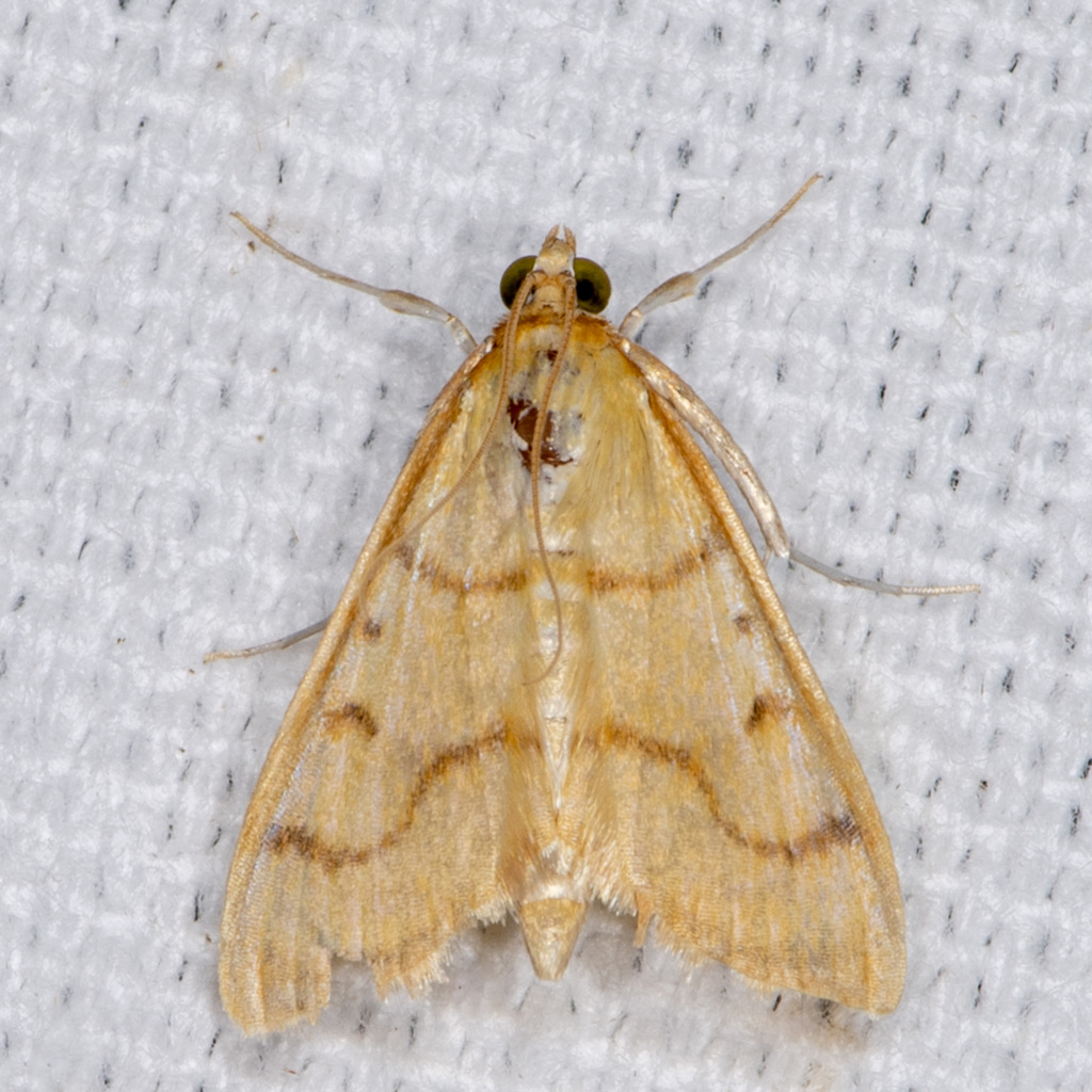 Common Caramel Moth from Allen Acres, Vernon Parish, LA, USA on July 28 ...