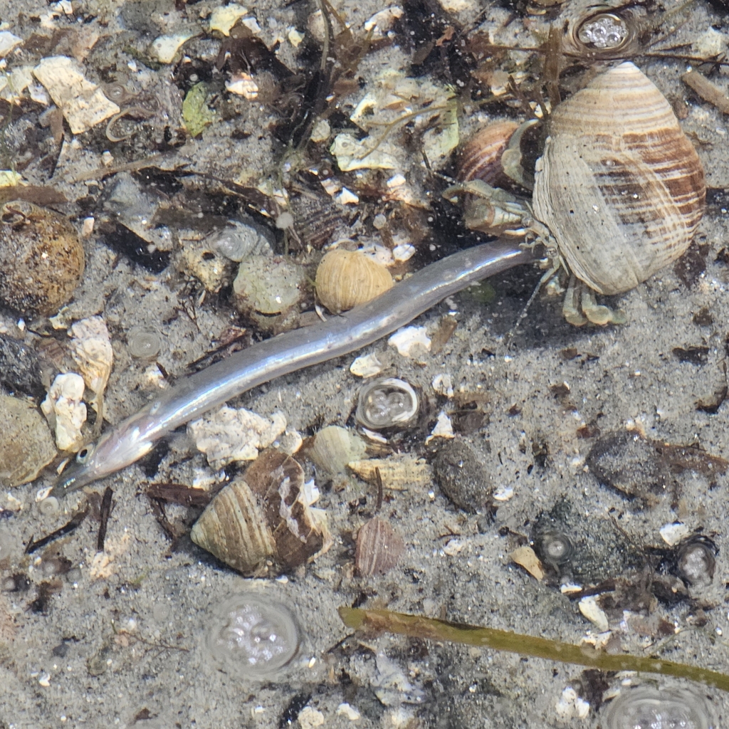 American Sand Lance from St George, ME, USA on August 6, 2023 at 10:05 ...